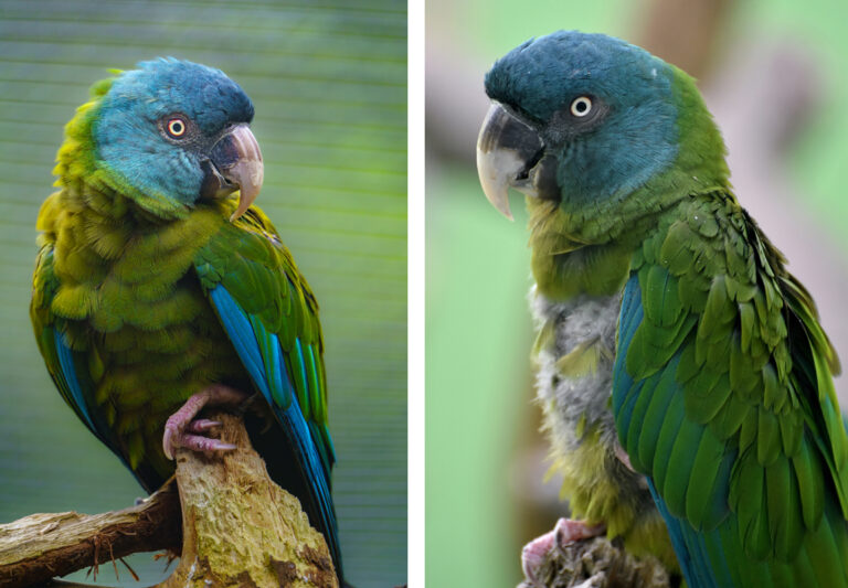 All 17 Types of Macaws and Where to See Them in the Wild