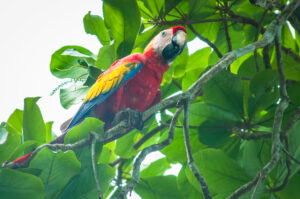 All 17 Types of Macaws and Where to See Them in the Wild