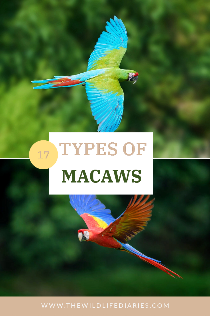 All 17 Types of Macaws and Where to See Them in the Wild
