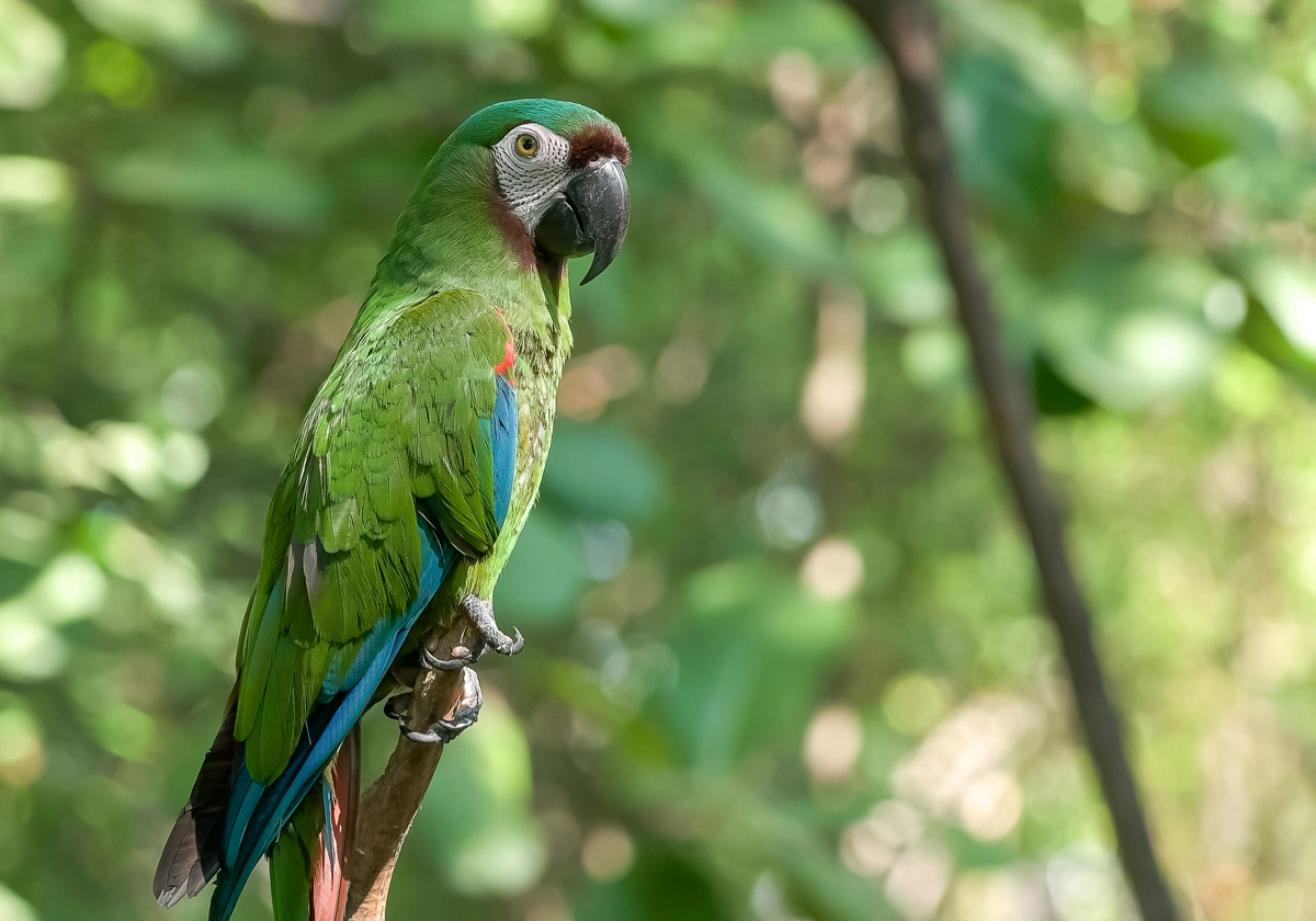 All 17 Types of Macaws and Where to See Them in the Wild