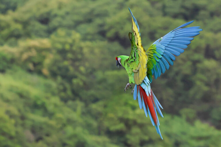 All 17 Types of Macaws and Where to See Them in the Wild