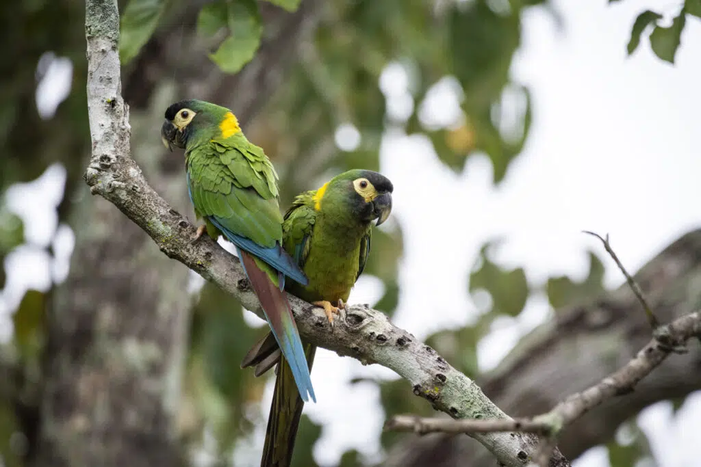 All 17 Types of Macaws and Where to See Them in the Wild