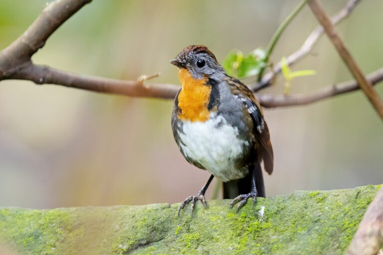 Top 40 Birds in Sydney - A Guide for Birdwatching Enthusiasts