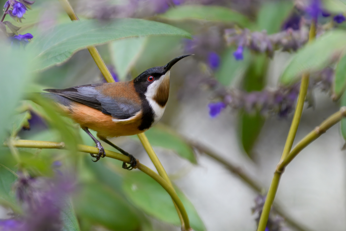 Top 40 Birds in Sydney - A Guide for Birdwatching Enthusiasts