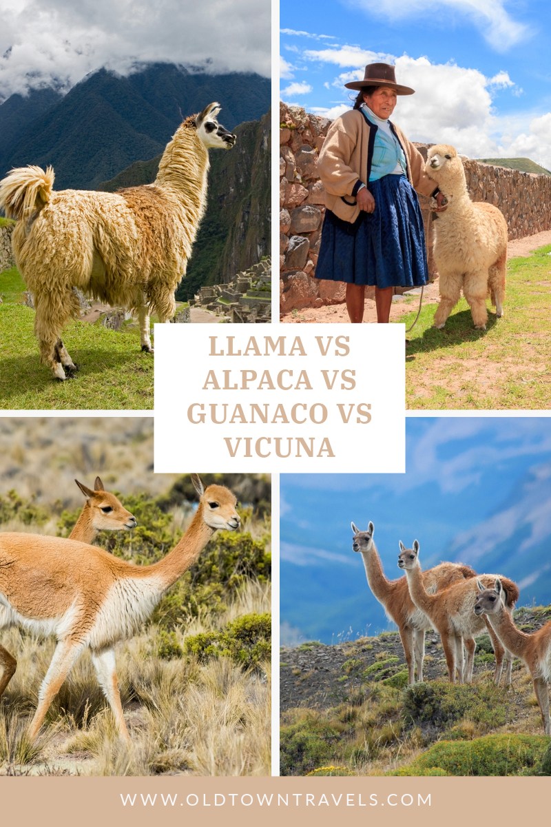 Llama vs Alpaca vs Vicuña vs Guanaco: How to Tell Them Apart
