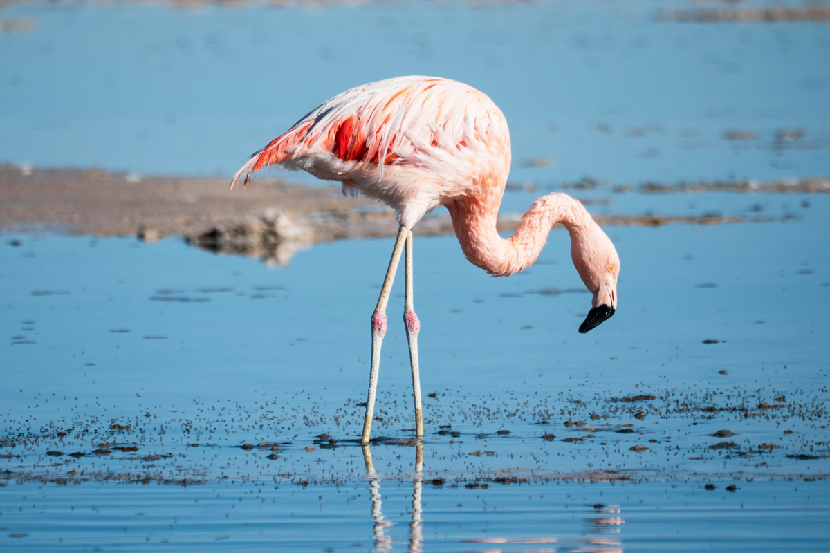 Where to See Atacama Desert Wildlife around San Pedro de Atacama