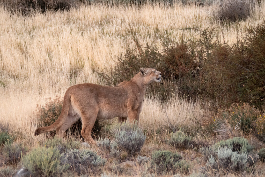 Guide to Planning Your Patagonia Puma Quest in Torres Del Paine ...