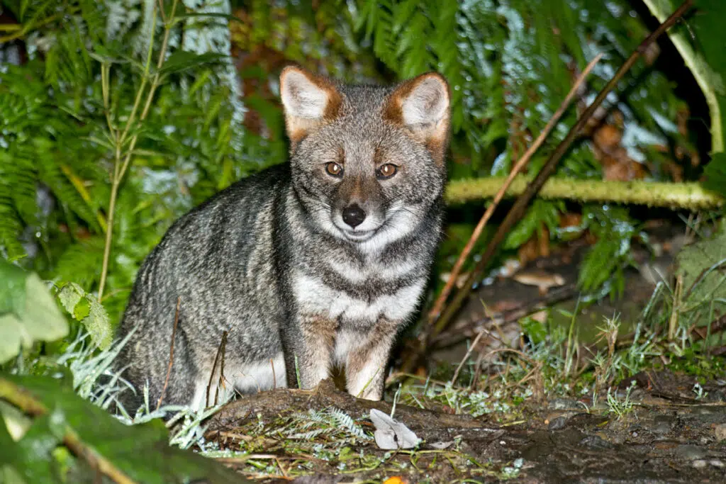 All 23 Types of Foxes and Where to See Them in the Wild